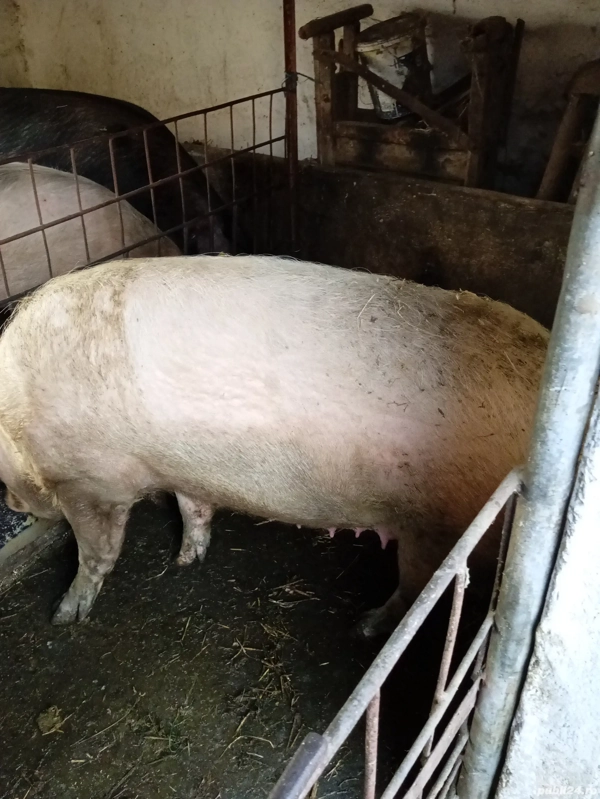 Vand porci Ceanu Mic - Animale