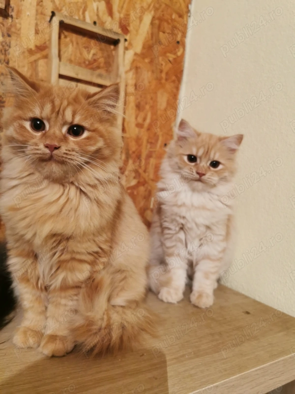 Pisici portocalii - Persane Garfield Chiajna - Animale
