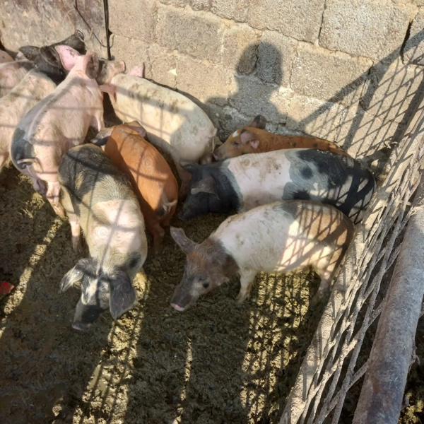 Porci rasa mixta Godini mistreti metiși bazna 15 ron Bistrita - Animale