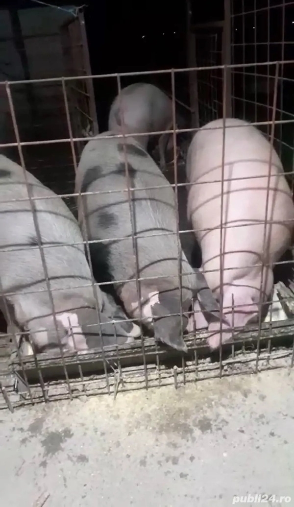 Vând porci, 14 ron kg Draganesti - Animale