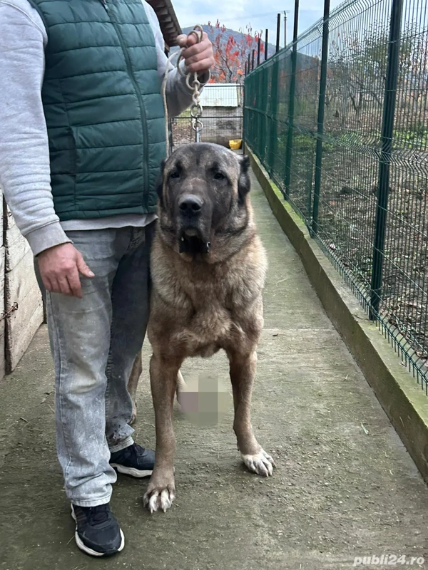 Femelă și Mascul kangal Iasi - Animale