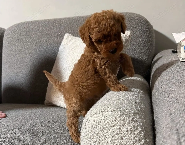 Pui rasa Caniche Pudel Miniature Red de calitate, cu garanție medicală ...