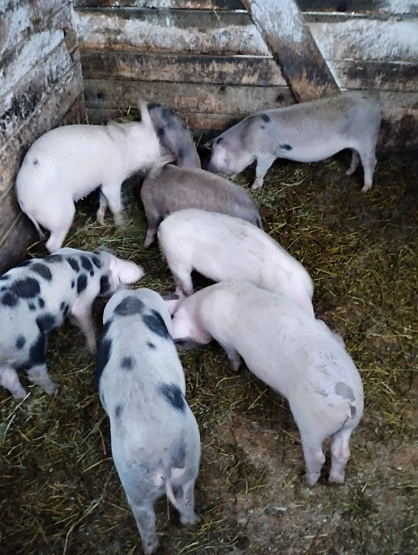 Purcei de vanzare - Diferite Marimi Vasilati - Animale