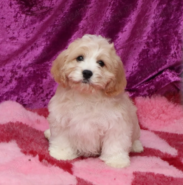Pui Cavapoo Timisoara - Animale