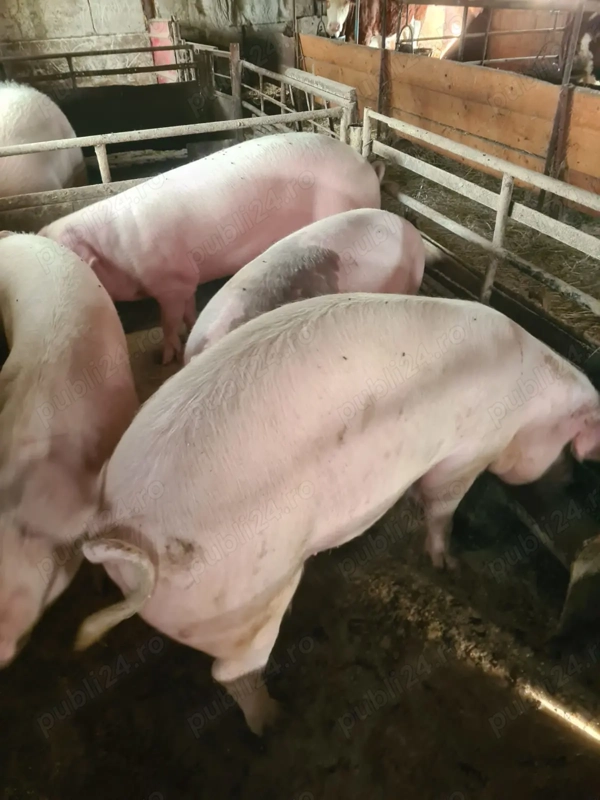 Vand porci Marele Alb Oradea - Animale