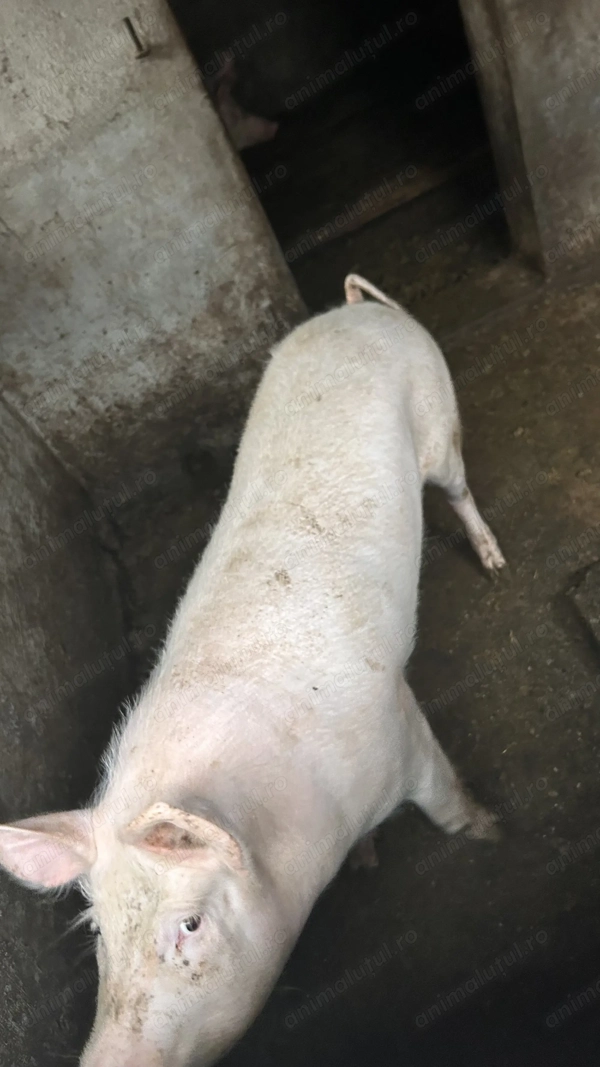 Vând porc marele alb Recas - Animale