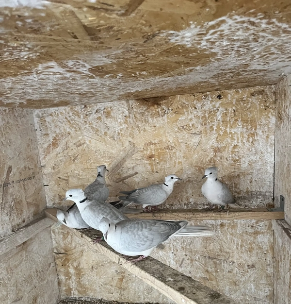 Turturele cucuruzi albastrii moțati Craiova - Animale