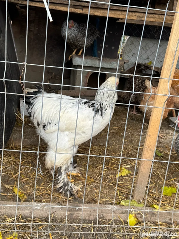 Cocos brahma hd Poiana - Animale
