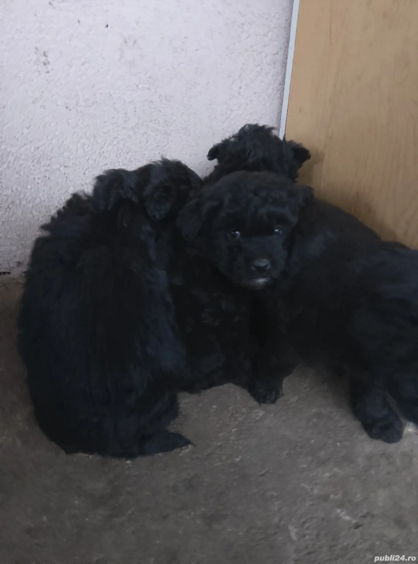 Catei de întors Cluj-Napoca - Animale