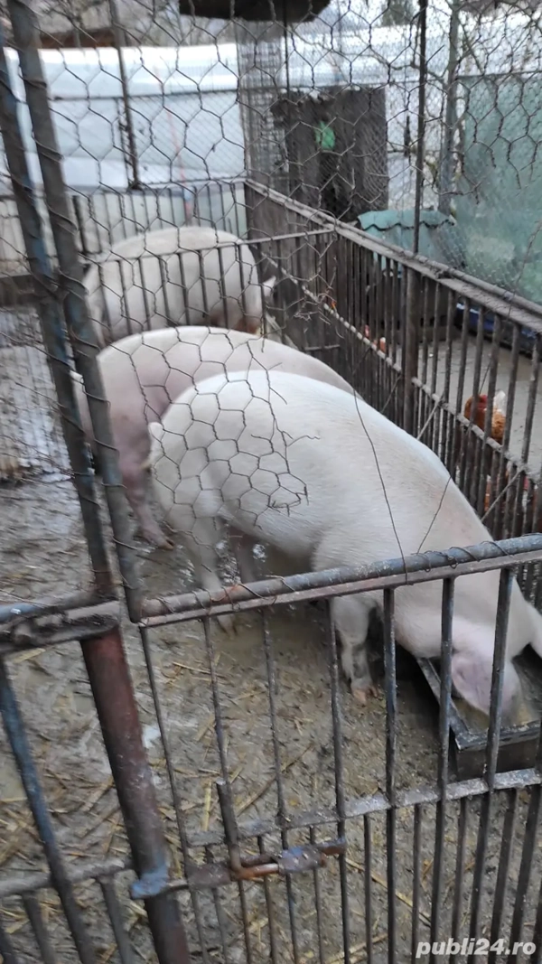 Vand porc intre 90-110 kg Soimus - Animale