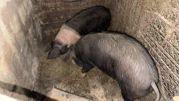 Vând un porc la alegere din rasa pietraine și bazna . Chechis - Animale