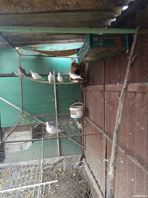 Vând schimb 3 perechi de răzătoare Poiana - Animale
