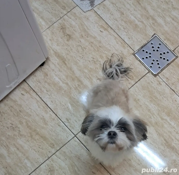 Donez cățelușă Shih Tzu Arad - Animale