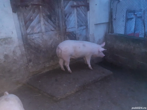 Vand purcea de 120 kg Coruia - Animale