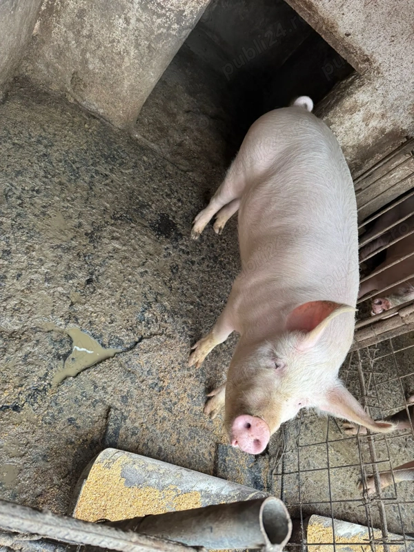 Porci de vânzare Gruiu - Animale