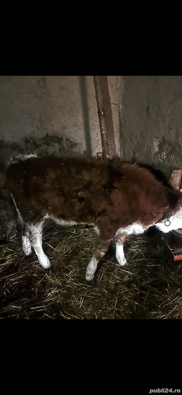 Vitea de vânzare Tipar - Animale