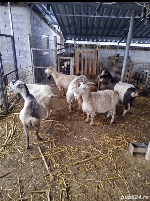 Capre de vanzare Braila - Animale