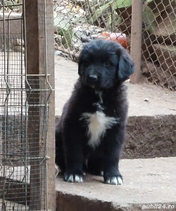 Ciobanesc Corb -pui Sard - Animale