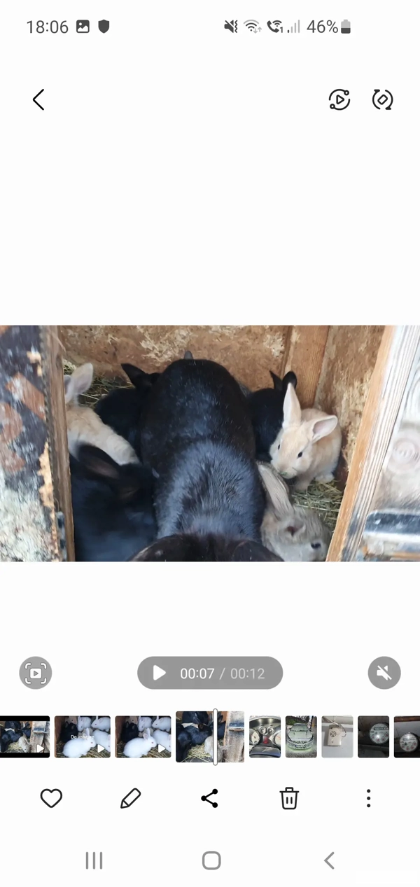 Vand iepuri Baiculesti - Animale