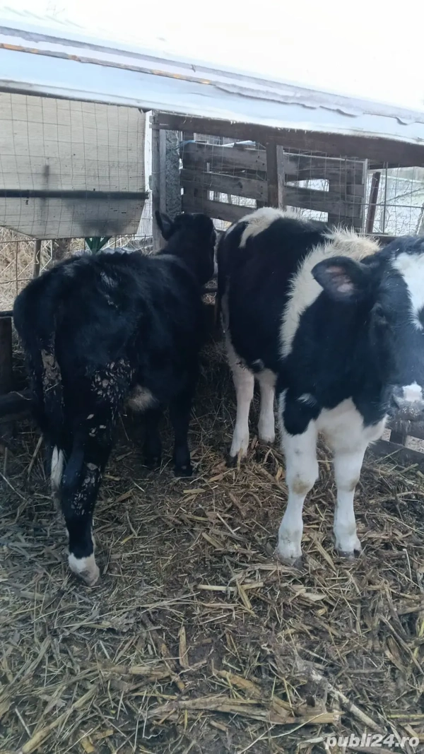 De vanzare Santana - Animale