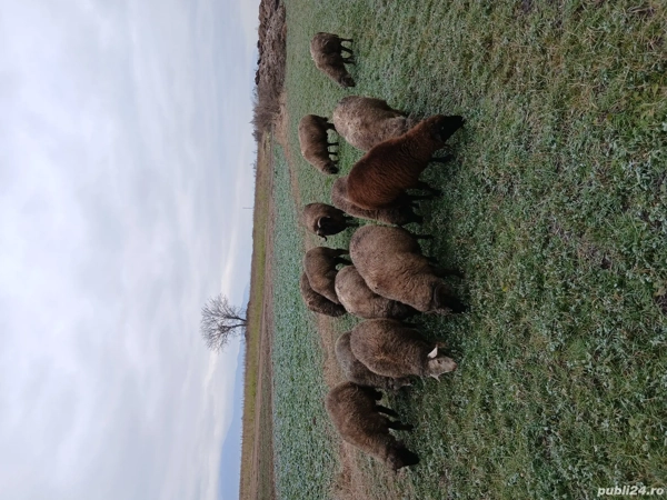 Vand berbecuti din primavara Sacele - Animale