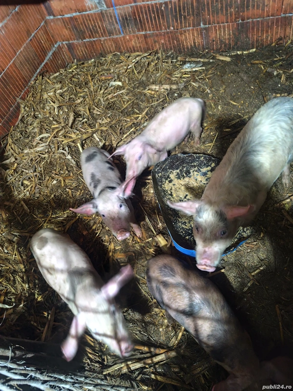 Scrofițe de vânzare caporal Alexa Caporal Alexa - Animale