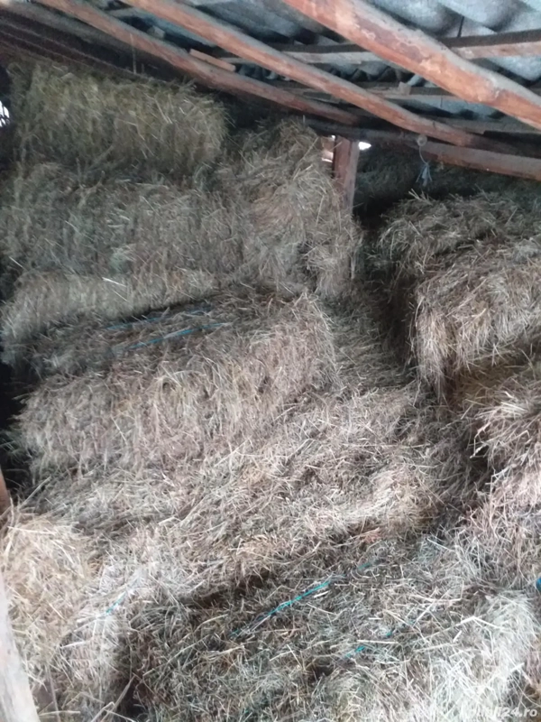 Vând baloți de fan Piscani - Casa si gradina