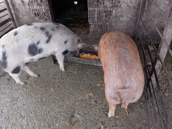 De vanzare soldani 90- 100 kg Band - Animale