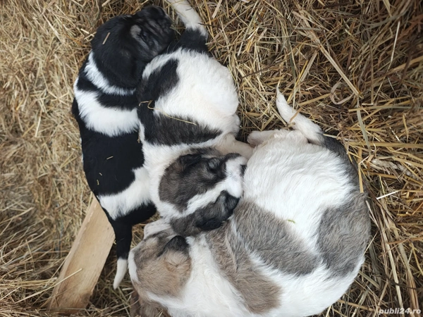 Catei ciobanesc Cresuia - Animale