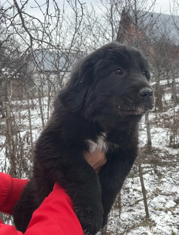 Pui Ciobanesc corb Ploiesti - Animale