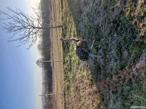 Vând pui strut Ciuperceni - Animale