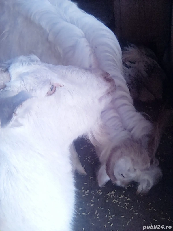 Capra SI tap Lugojel - Animale