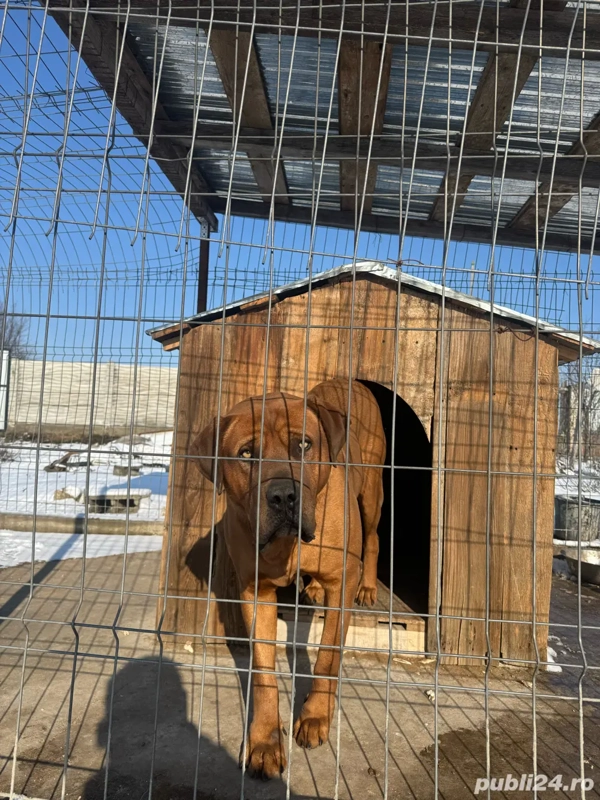 Mascul Tosa Inu Cioroiasi - Animale