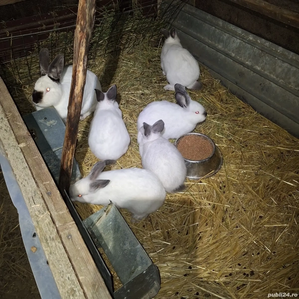 Iepuri californieni Gaesti - Animale