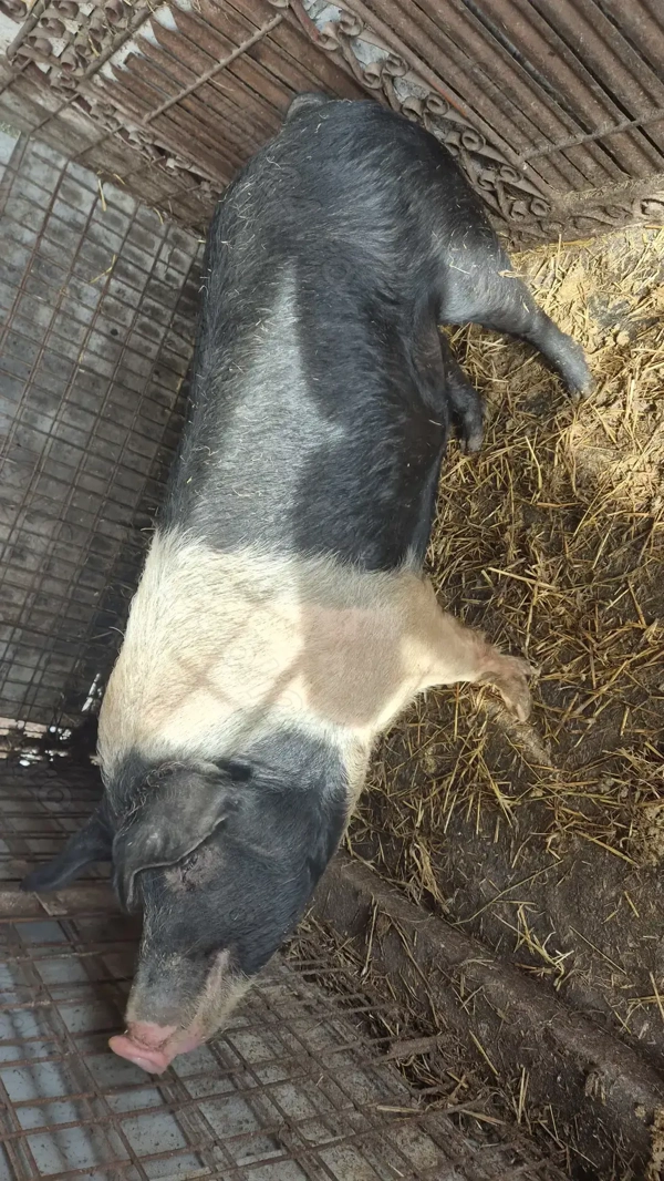 Porc bazna 140-150kg Gaesti - Animale