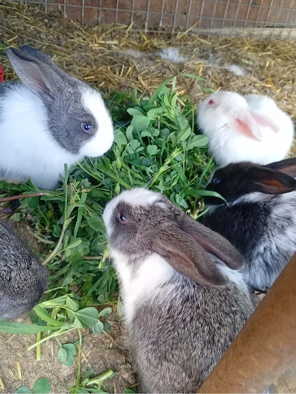 Iepuri iepurasi de vanzare Deva - Animale