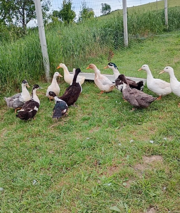 De vânzare 6 gaini și 6 rațe Luciu - Animale