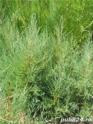 Seminte Tuia Slobozia - Casa si gradina