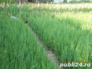 Seminte Tuia Slobozia - Casa si gradina