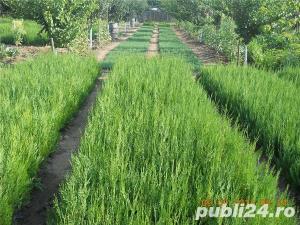 Seminte Tuia Slobozia - Casa si gradina