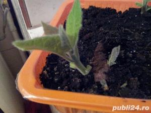 Drajoni paulownia tomentosa Sector 4 - Casa si gradina