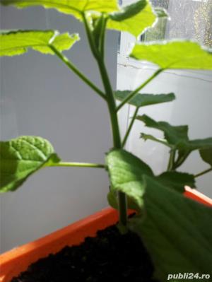 Drajoni paulownia tomentosa Sector 4 - Casa si gradina