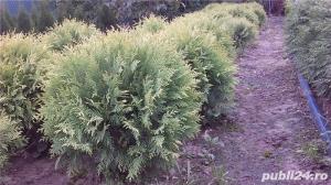 Tuia, ornamentali sau gard viu Seini - Casa si gradina