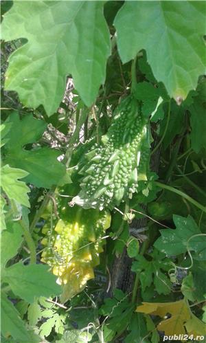 CASTRAVETI AMARI MAMORDICA Pitesti - Casa si gradina - Publi24.ro