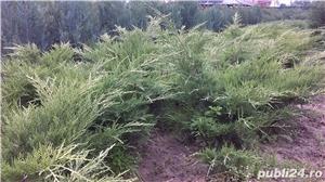 Tuia, ornamentali sau gard viu Seini - Casa si gradina