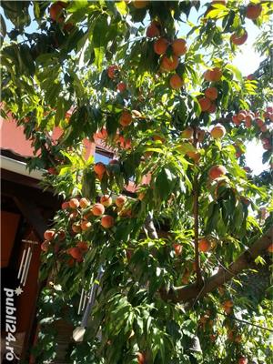 TAIERI Stropiri si tratamente la pomi Timisoara - Casa si gradina ...