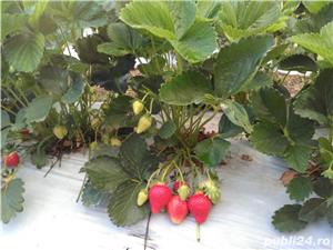 Stoloni Capsuni soiul MISS 2021 Curtea de Arges - Casa si gradina ...