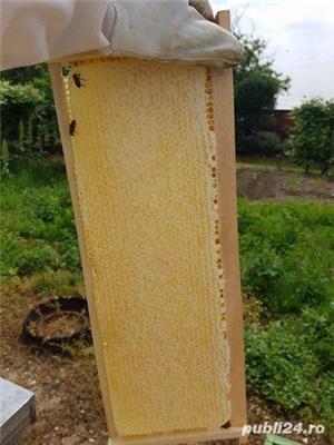 Miere de albine Sector 4 - Casa si gradina - Publi24.ro