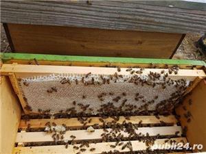 Miere de albine Sector 4 - Casa si gradina - Publi24.ro