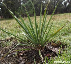 Yucca de gradina - planta/ 1planta - 50lei Aninoasa - Casa si gradina ...